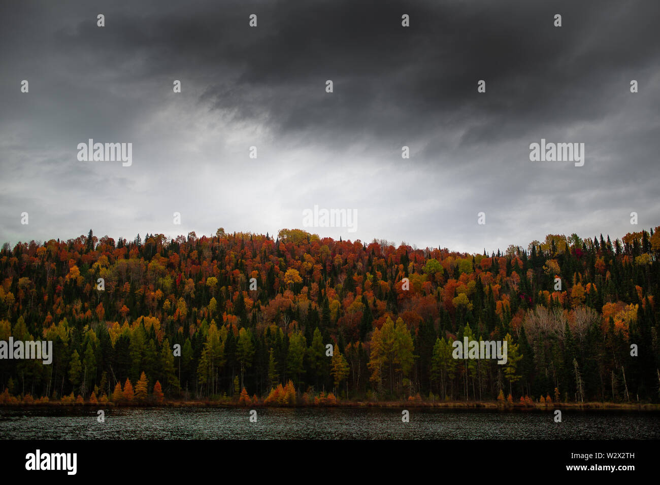 Yellow birch quebec hi-res stock photography and images - Alamy