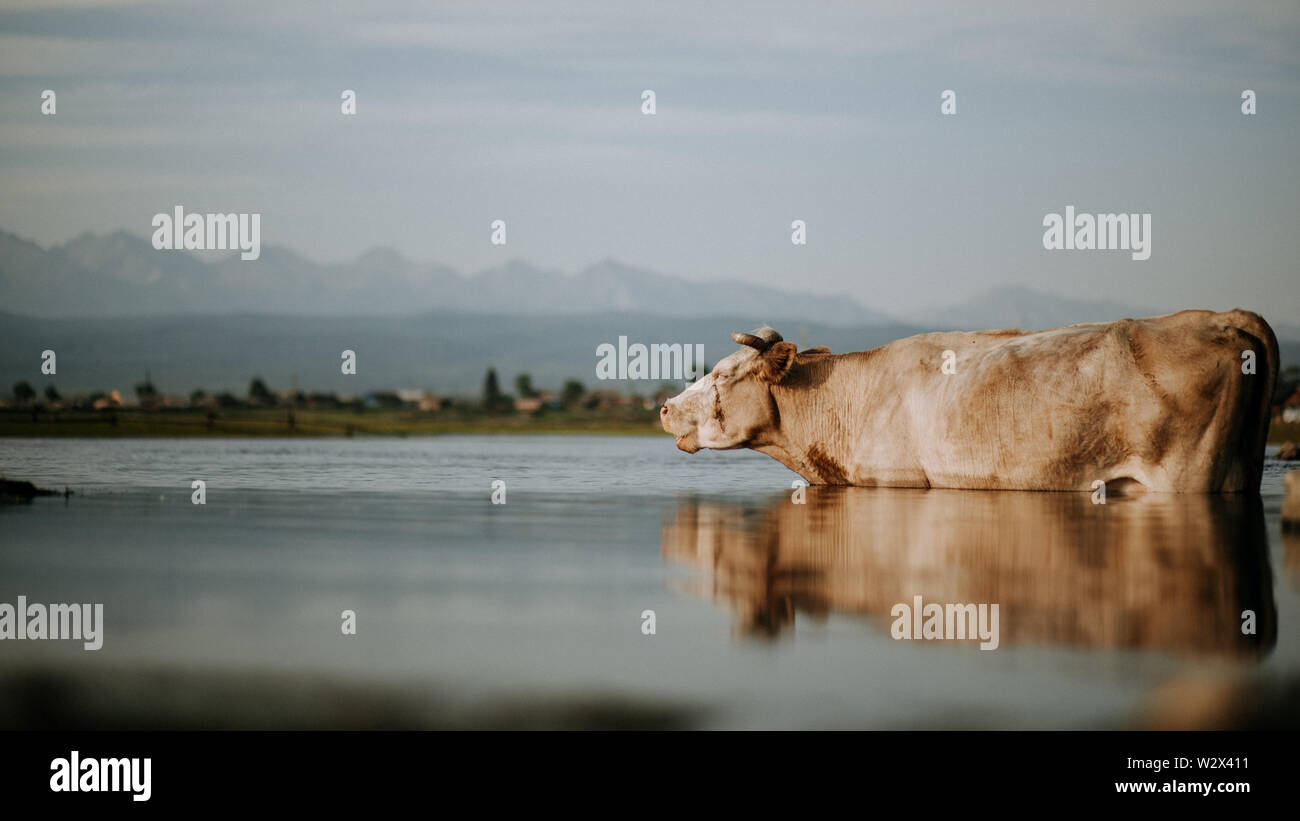 Cow bathing in Siberia Stock Photo - Alamy
