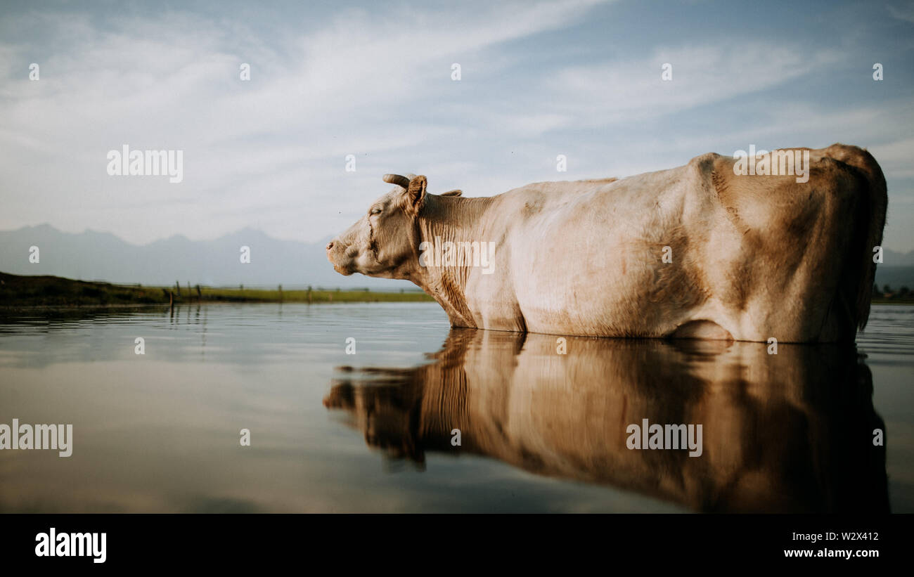 Cow bathing in Siberia Stock Photo - Alamy