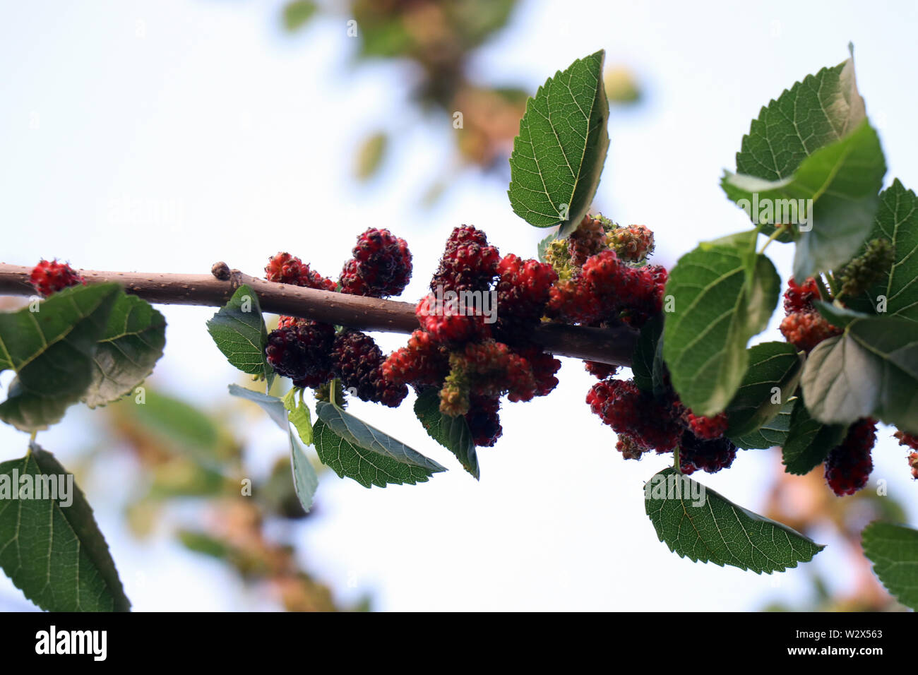 Mullberry hi-res stock photography and images - Alamy