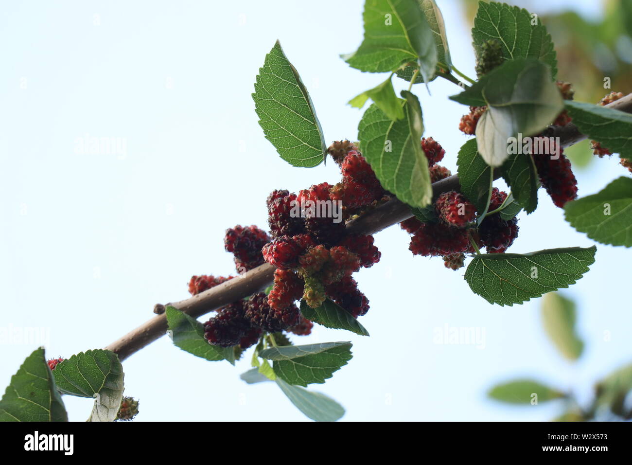Mullberry hi-res stock photography and images - Alamy