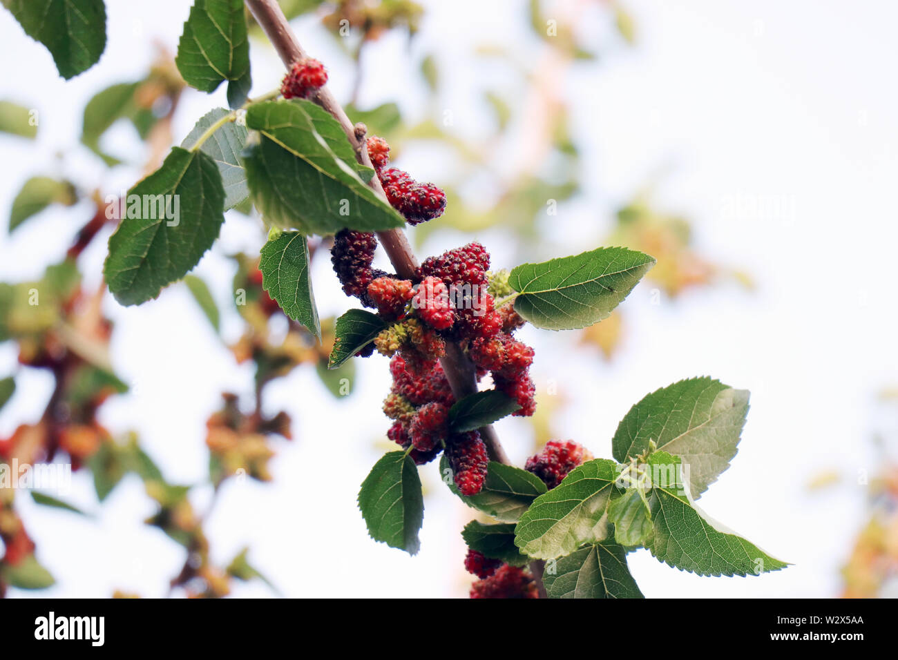 Mullberry tree hi-res stock photography and images - Alamy