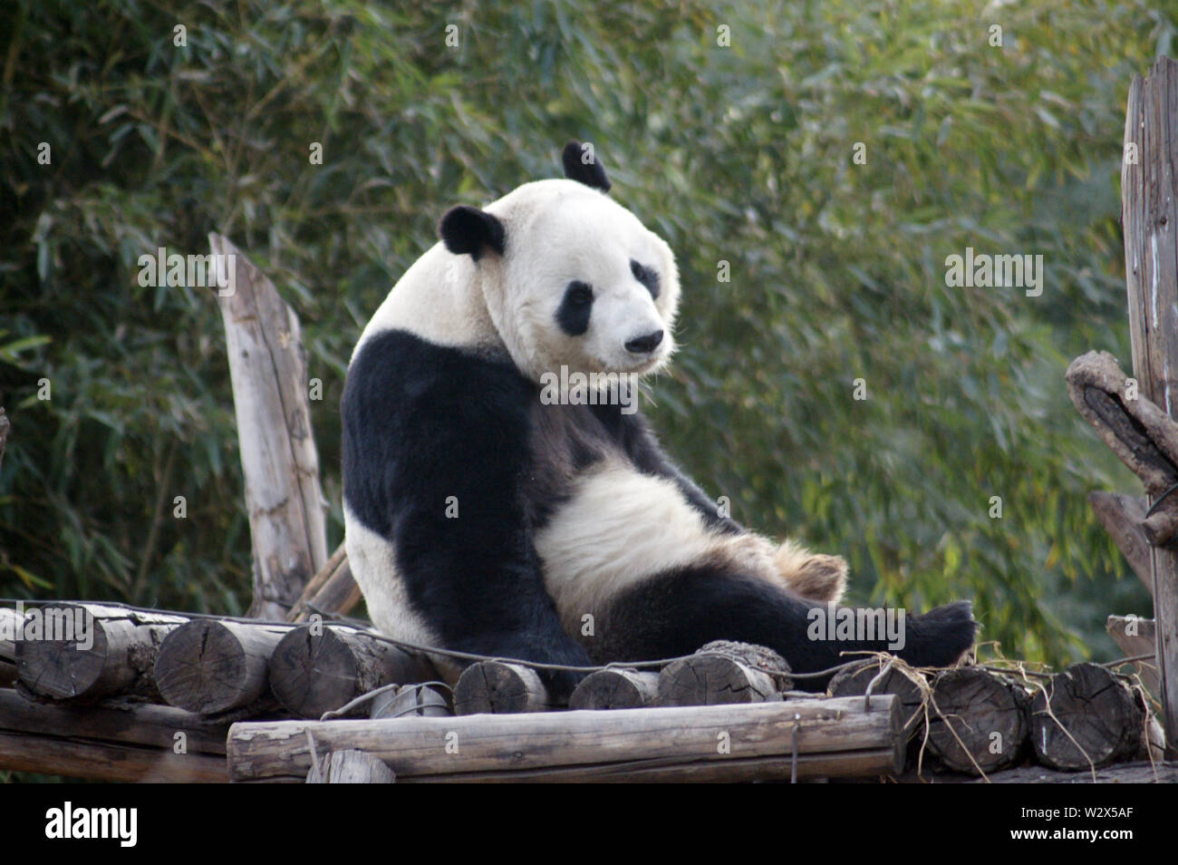Panda Sitting Up, China Zoo Stock Photo - Alamy