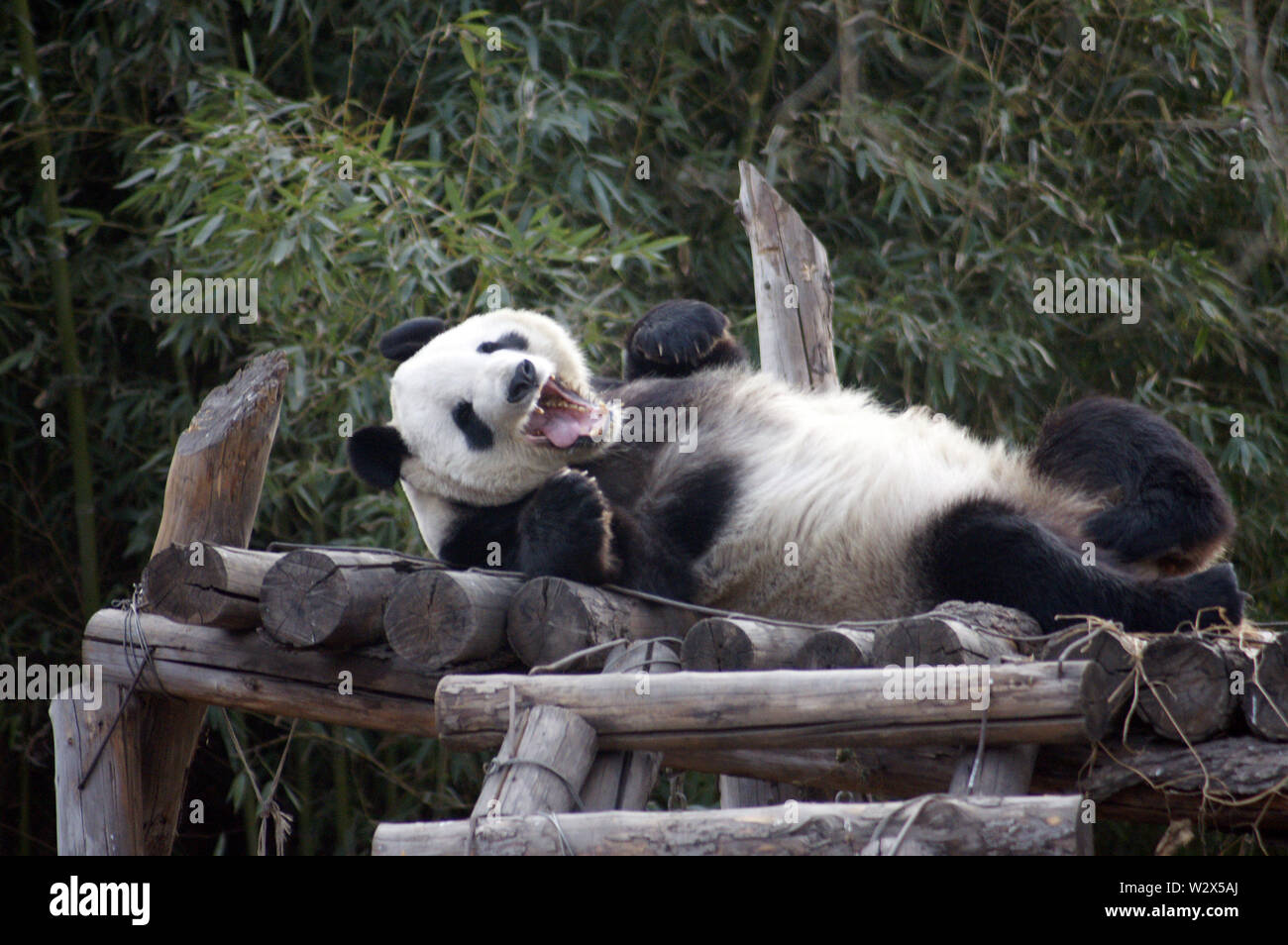 Laughing, Stretching Panda, China Zoo Stock Photo - Alamy