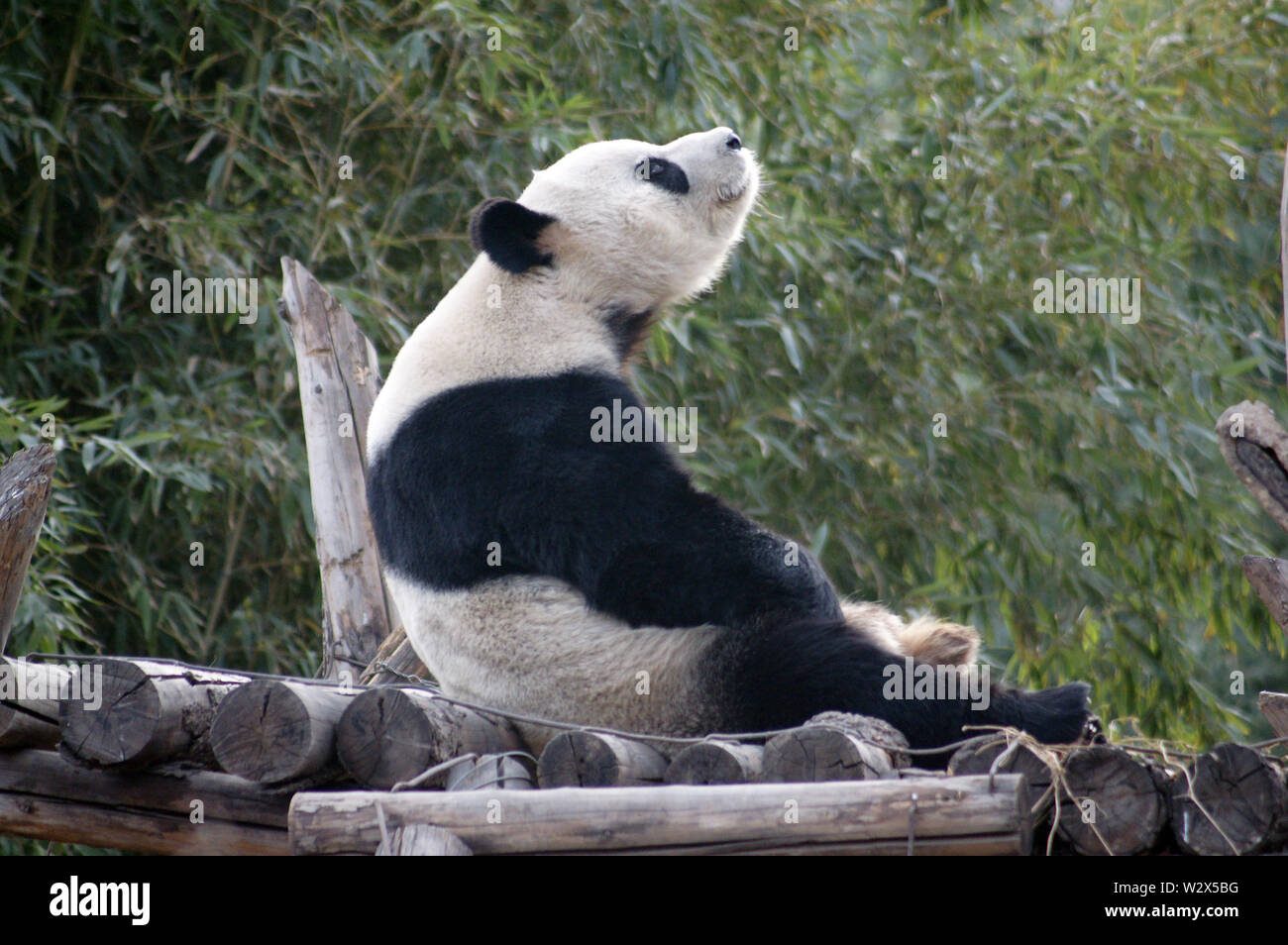 Happy Panda Looks Up at the Sky Stock Photo - Alamy