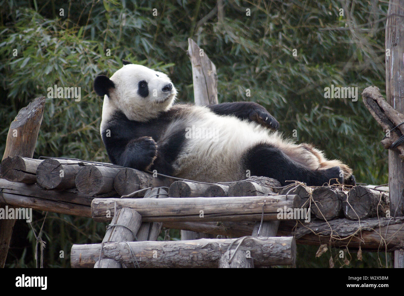 Panda Scratching, China Zoo Stock Photo - Alamy