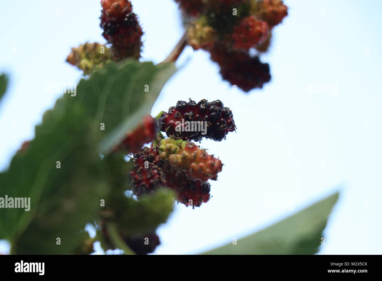 Mullberry hi-res stock photography and images - Alamy
