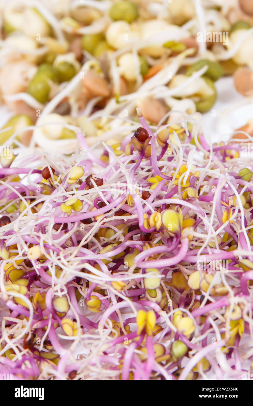 Different types of healthy sprouts containing natural vitamins and ...