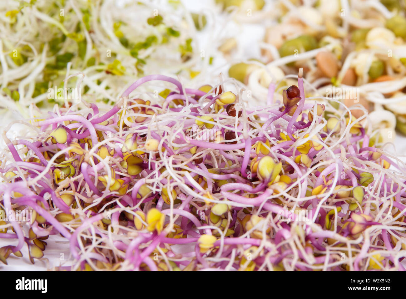 Nutritious different sprouts as source natural vitamins and minerals ...