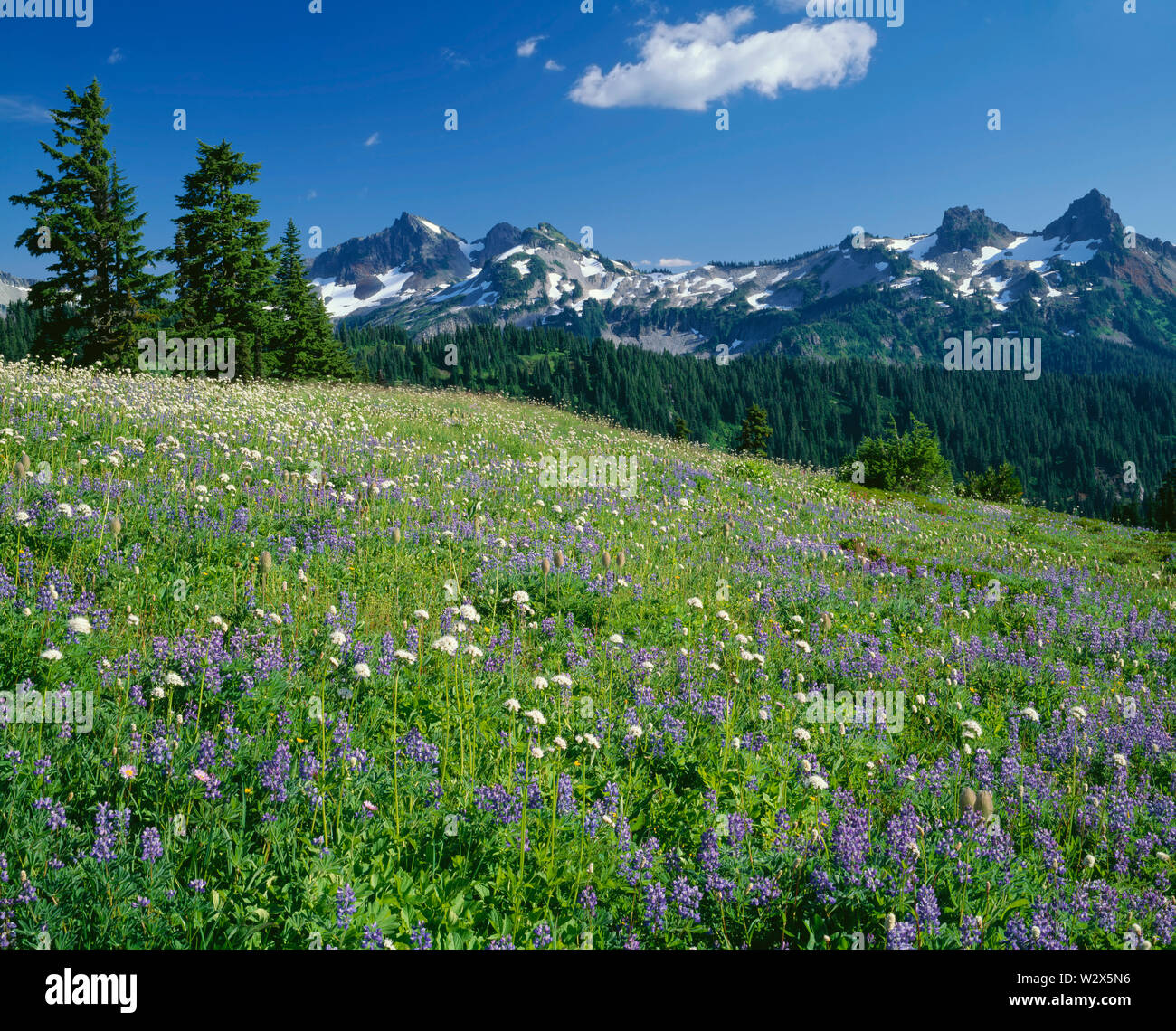 Tatoosh wilderness hi-res stock photography and images - Alamy