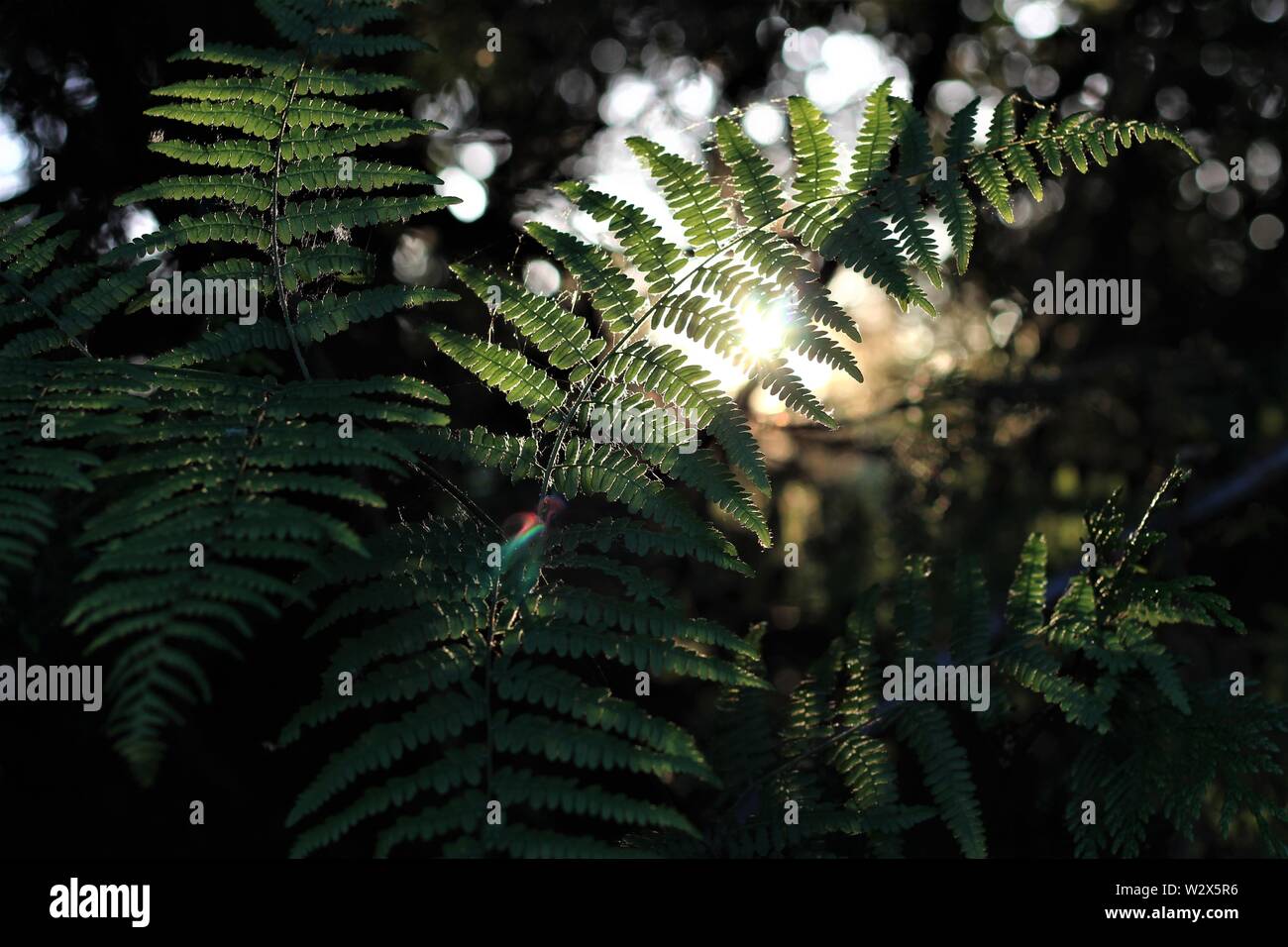 Very subtle lens flare hi-res stock photography and images - Alamy