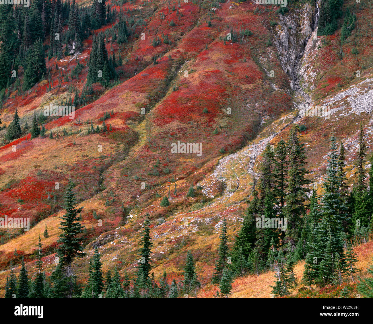 USA, Washington, Mt. Rainier National Park, Huckleberry and blueberry ...