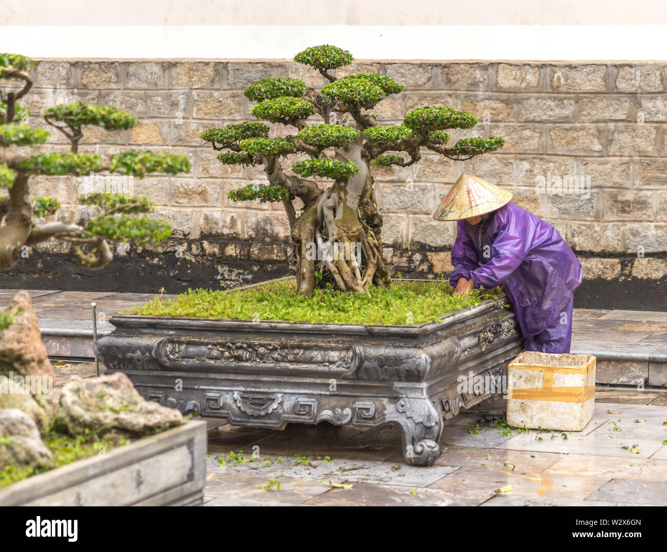 Tree care worker works at park in Vietnam. Asian woman cutting bonsai ...
