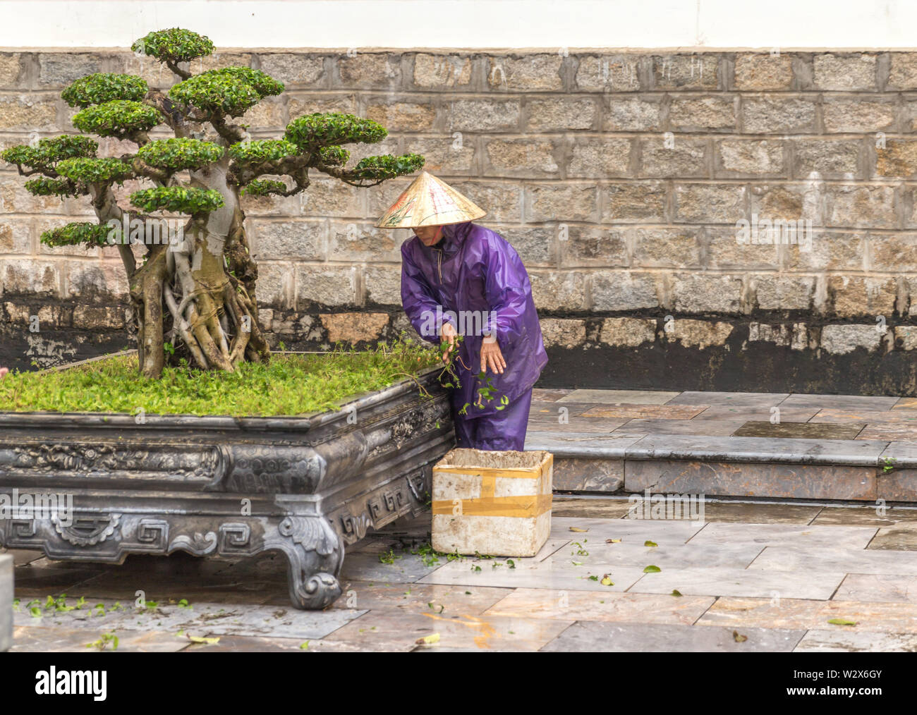 Tree care worker works at park in Vietnam. Asian woman cutting bonsai ...