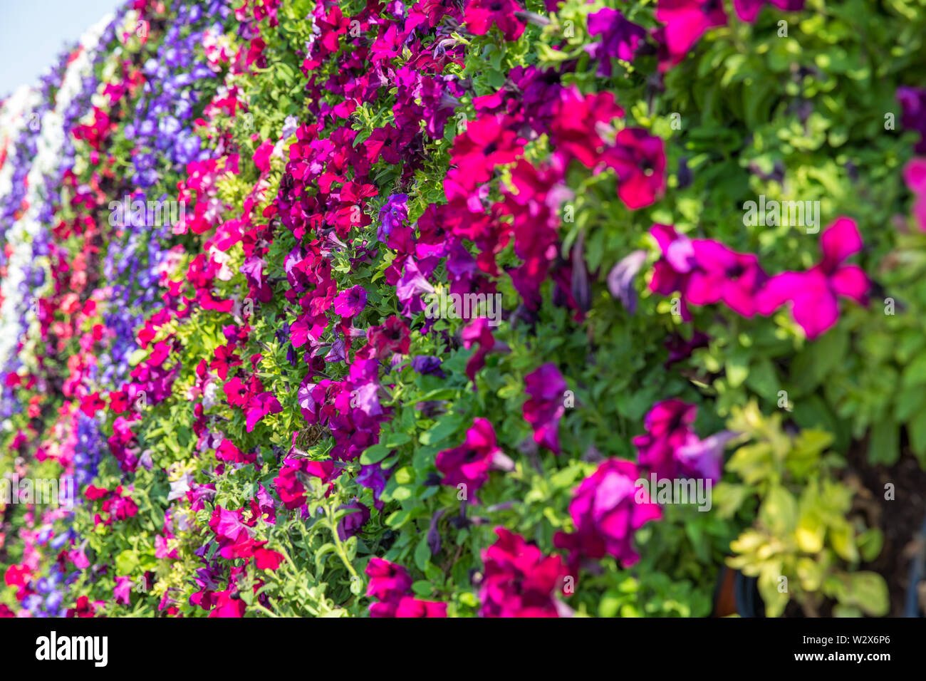 Twining weed hi-res stock photography and images - Alamy