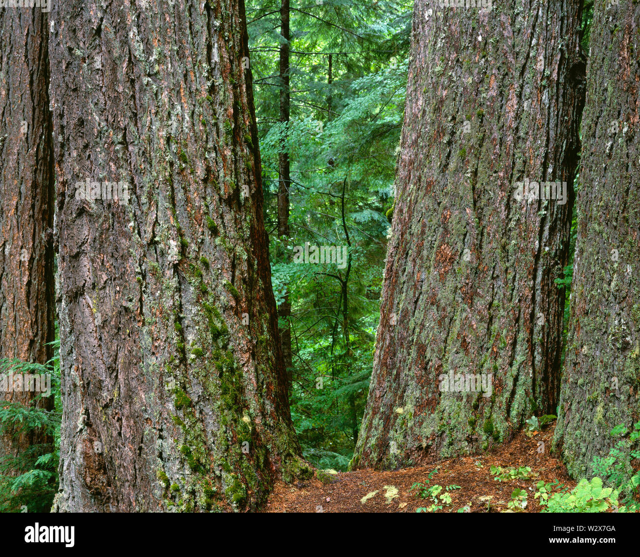 Giant douglas fir tree hi-res stock photography and images - Alamy