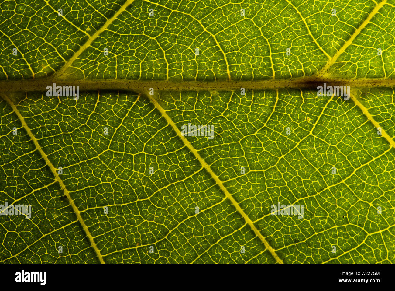 Green leaf seamless texture. Detail close image leaf macro seamless ...