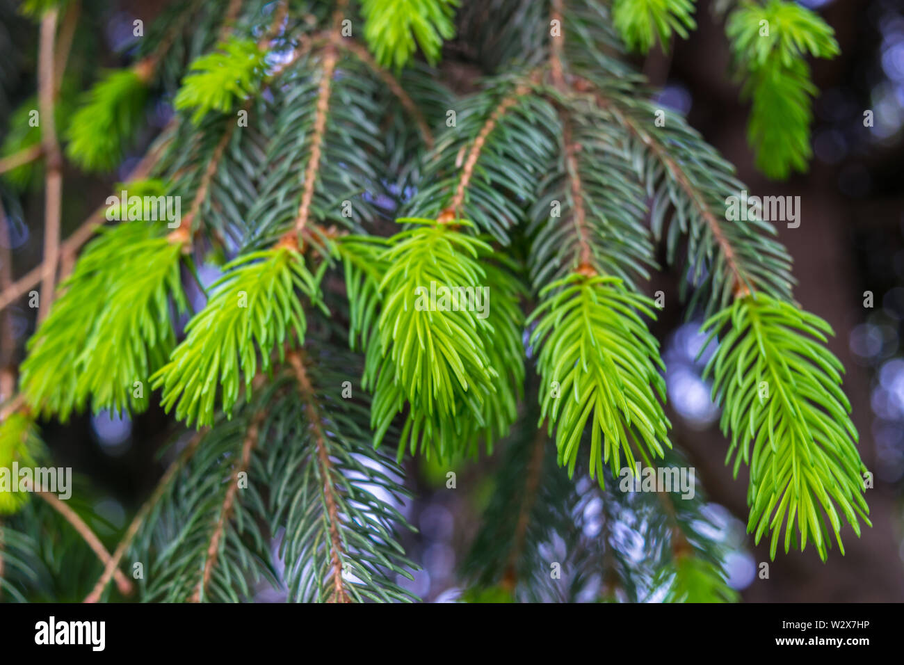 Conifer bud tree spring hi-res stock photography and images - Alamy