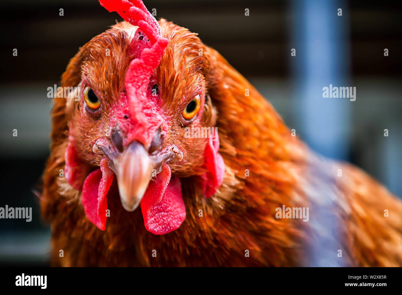 Rooster wildlife animal Stock Photo - Alamy