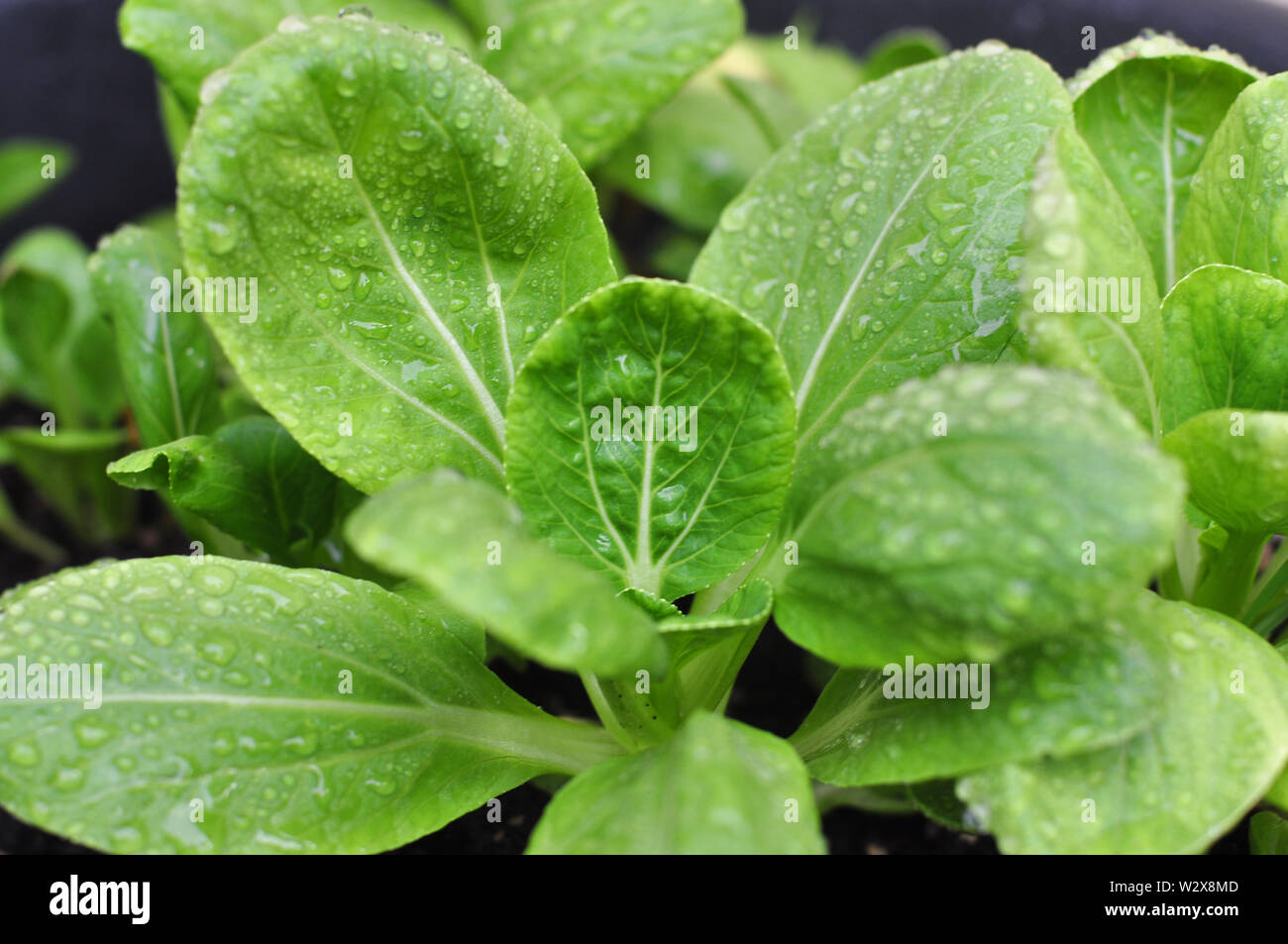 Closeup of Bok Choy vegetable (Shanghai Green) – image Stock Photo - Alamy