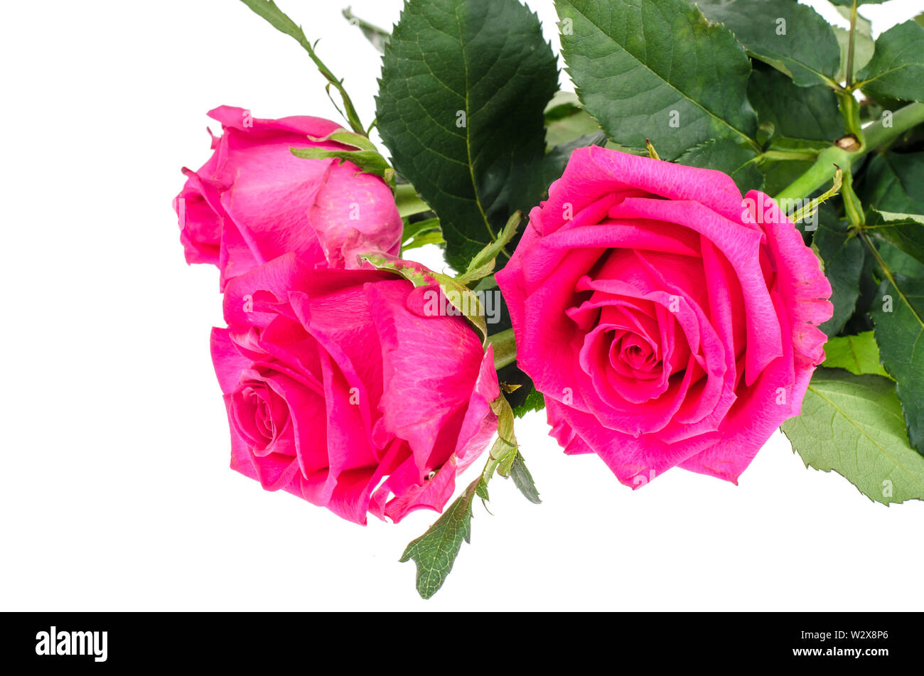 Beautiful fresh garden roses Stock Photo - Alamy