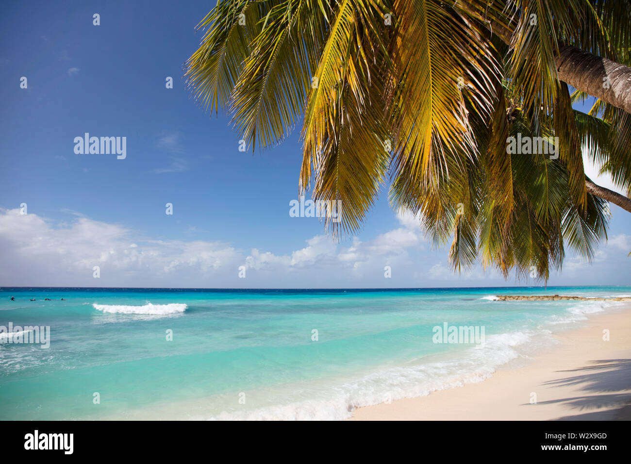 Summer on Barbados Island. Exotic vacations. Palm trees. Turquoise ...