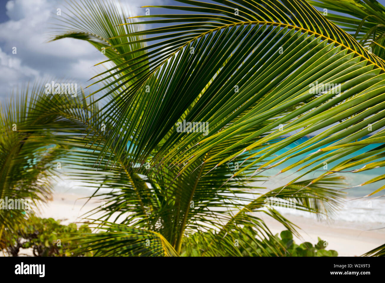 Summer on Barbados Island. Exotic vacations. Palm trees. Turquoise ...