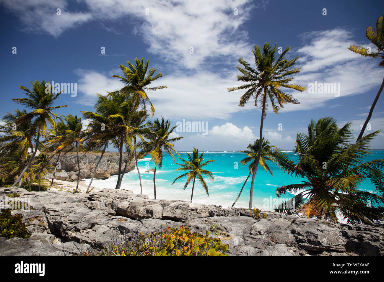 Summer on Barbados Island. Exotic vacations. Palm trees. Turquoise ...