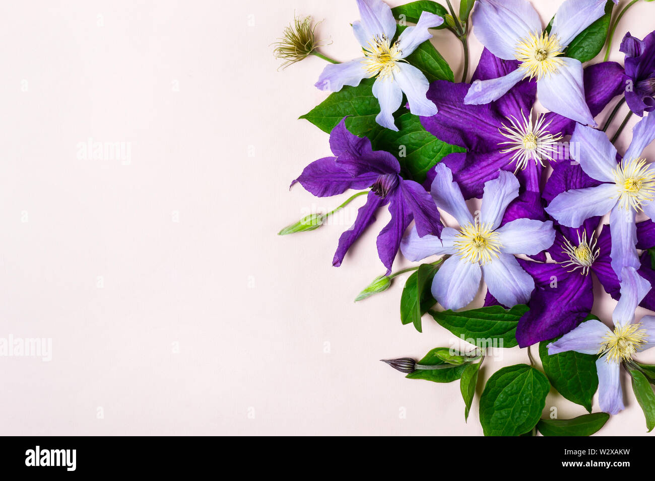 Summer floral background with beautiful purple flowers Stock Photo - Alamy