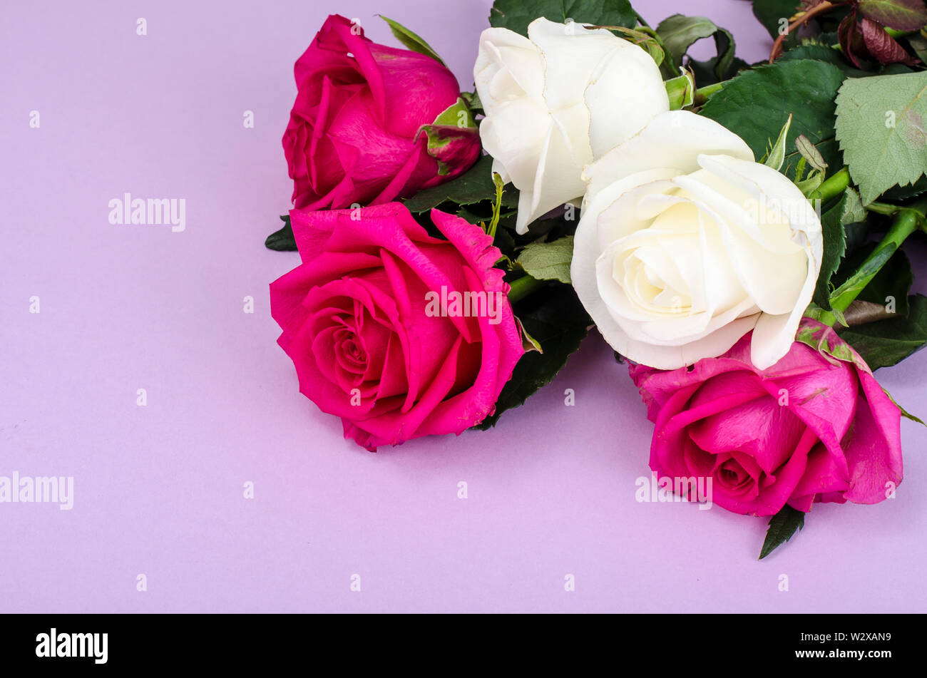 Beautiful fresh garden roses Stock Photo - Alamy