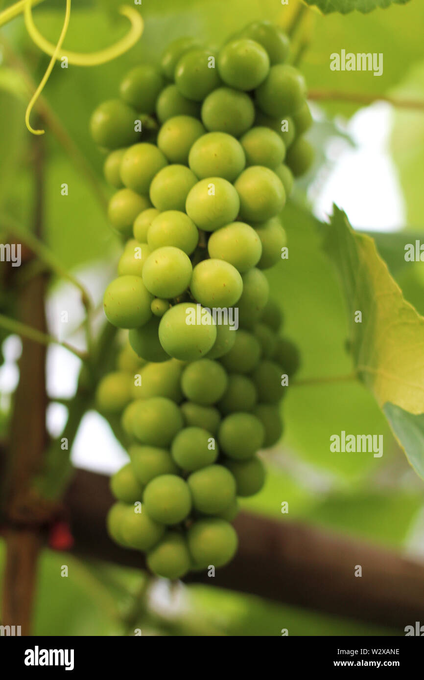 Growing grape in vineyard in the sunlight. Clusters of unripe grape ...