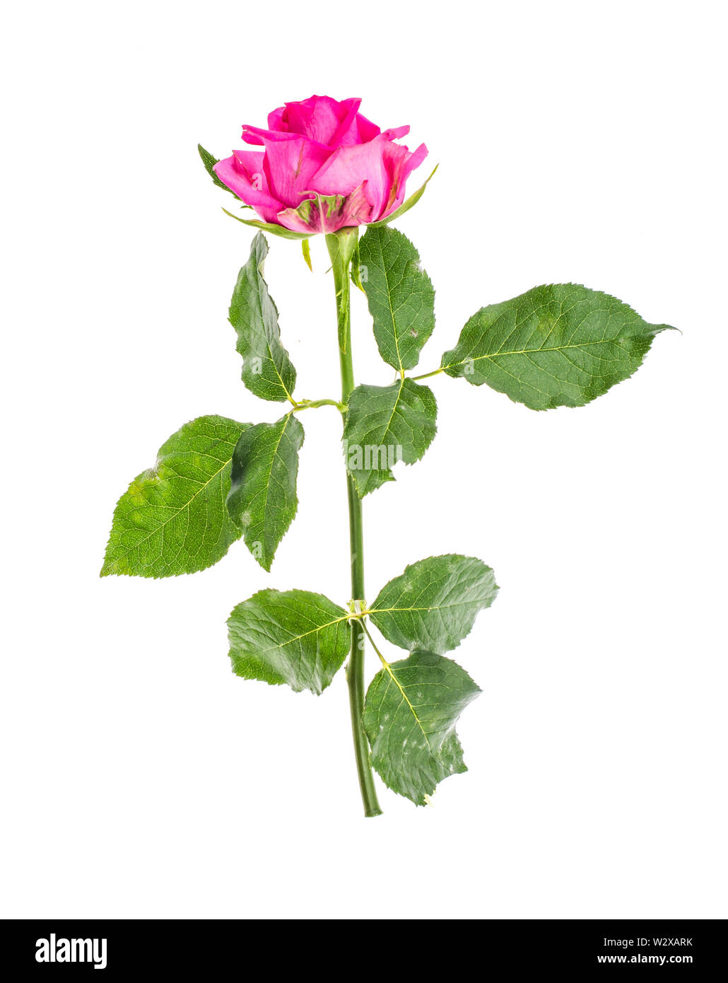 Garden rose table Cut Out Stock Images & Pictures - Alamy