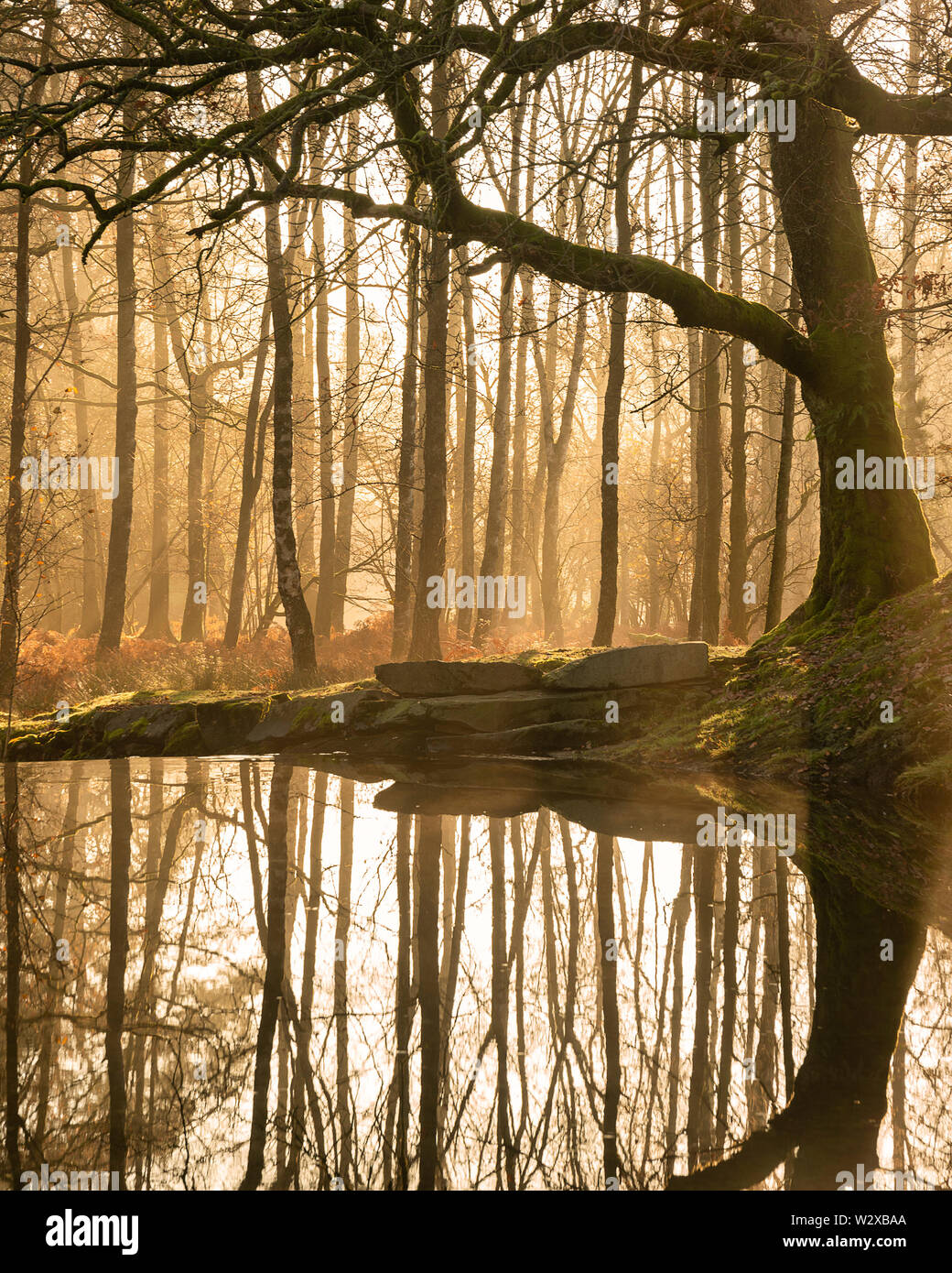 Stunning landscape image of still stream in Lake District forest with ...