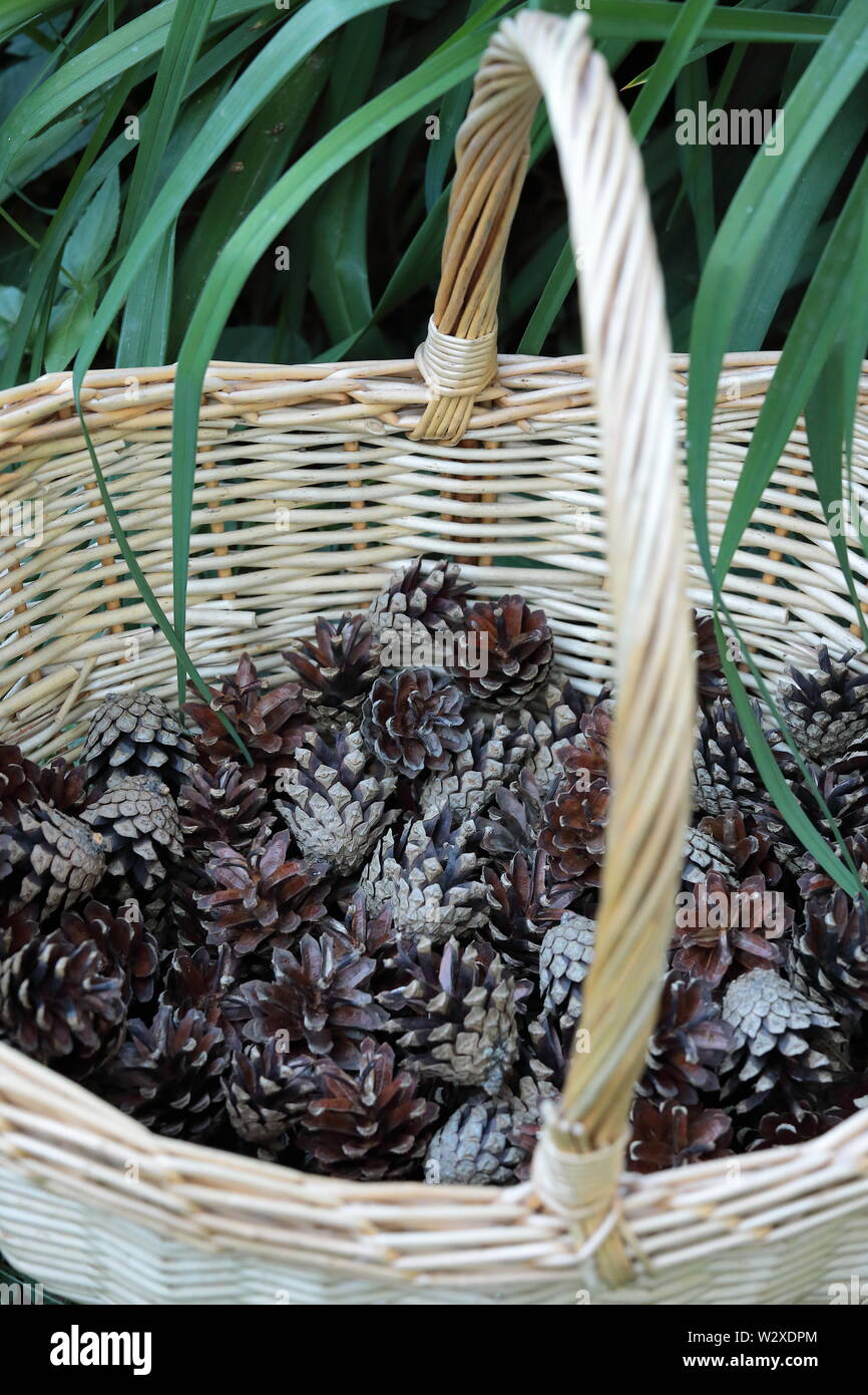 Collecting pine cones. Pine cone in wicker baskets Stock Photo - Alamy