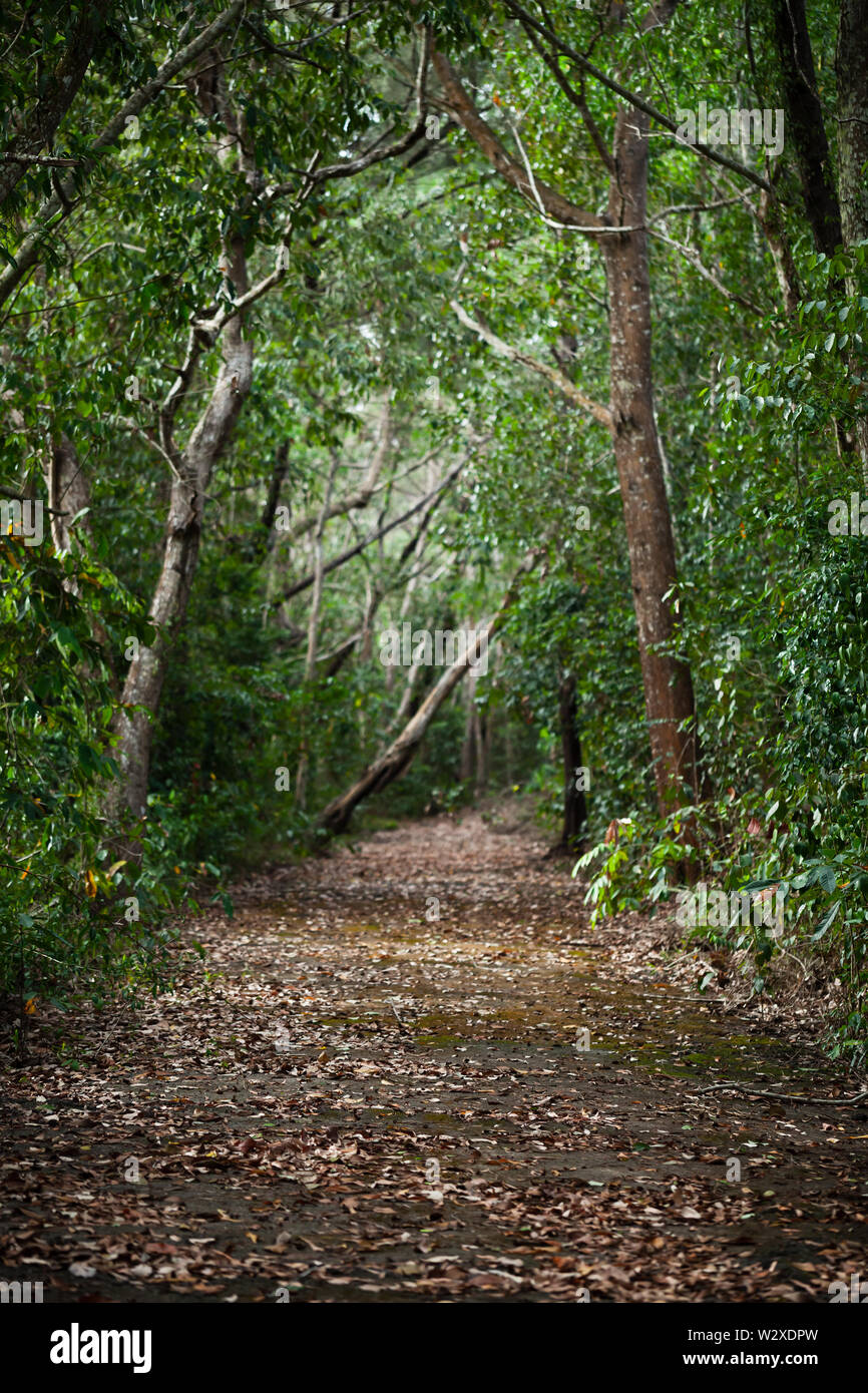 Empty abandoned rural road goes through dark forest, vertical ...