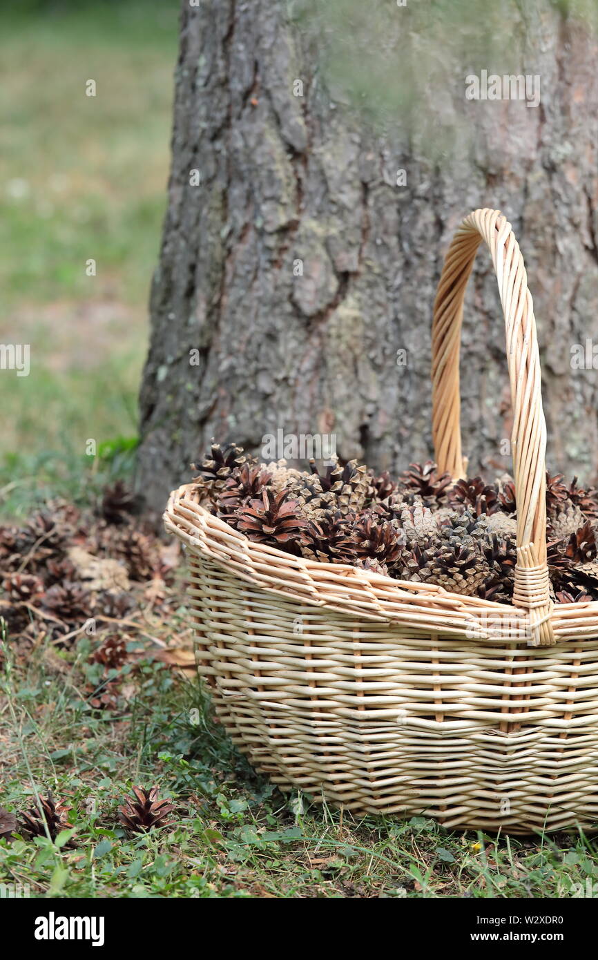 Home yard pine cones hi-res stock photography and images - Alamy