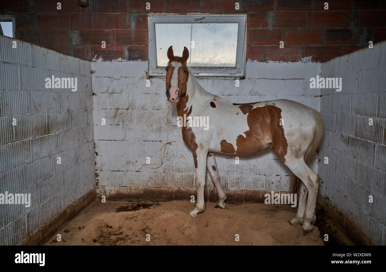 white red horse stands in the stable Stock Photo - Alamy