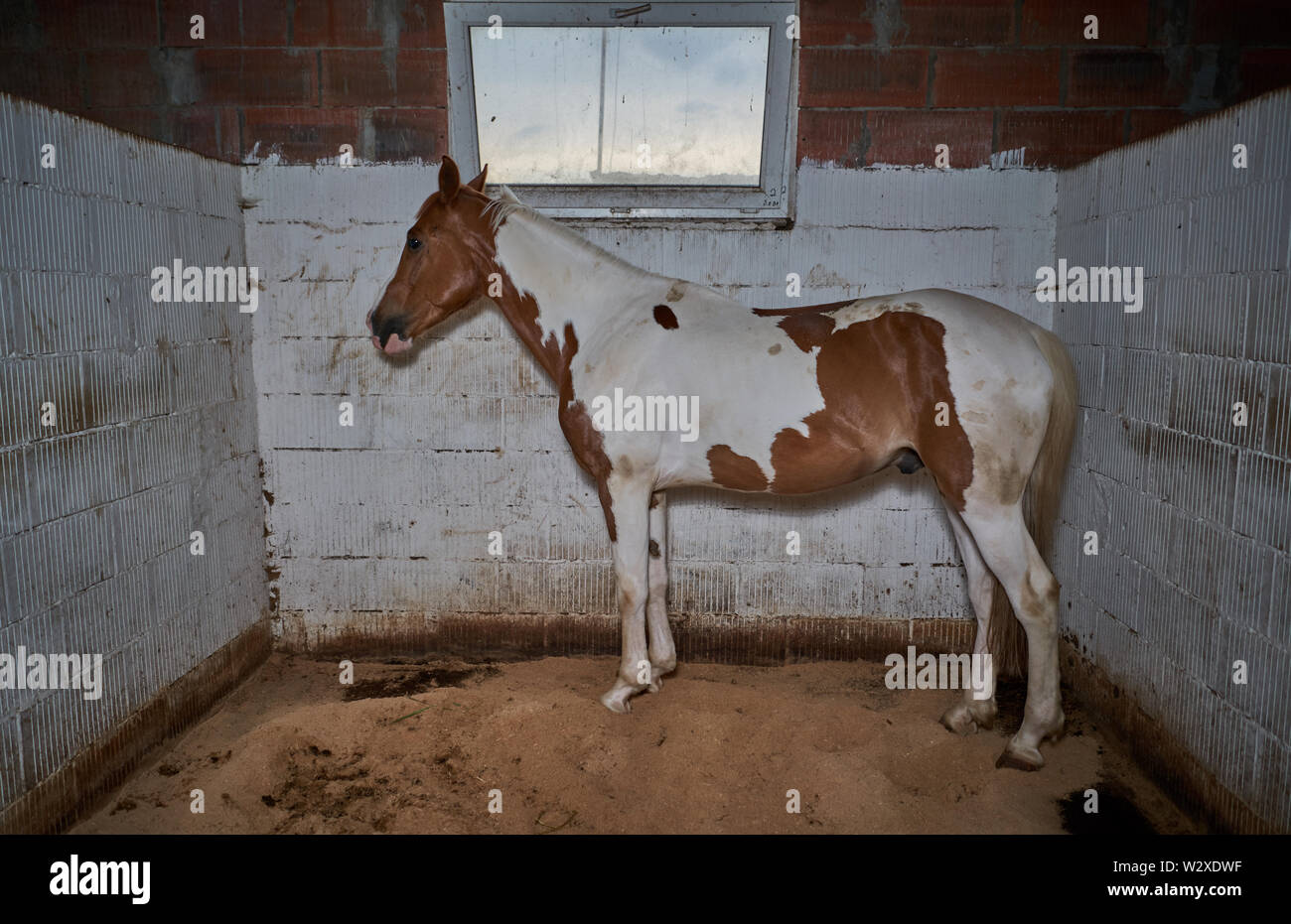 white red horse stands in the stable Stock Photo - Alamy