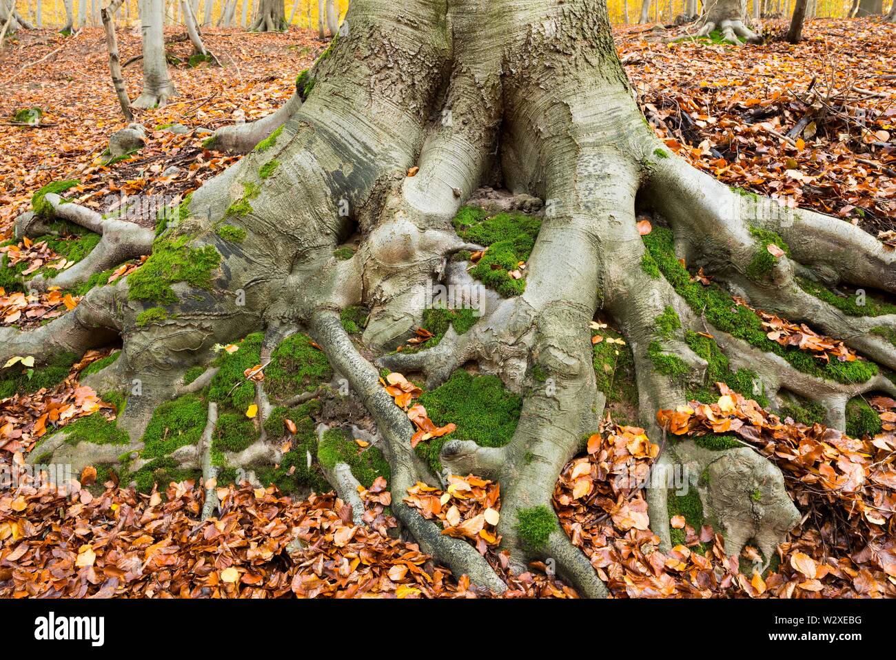 Common beech (Fagus sylvatica), tree roots covered with moss, autumn ...