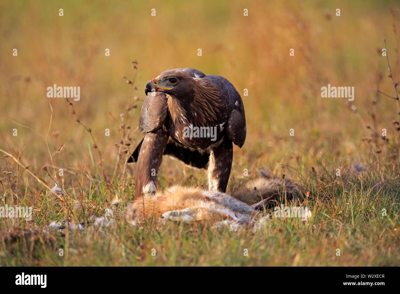 Golden eagle (Aquila chrysaetos), adult, eats on captured red fox ...