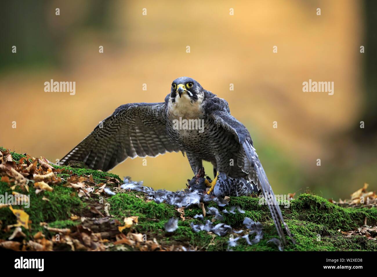 Plucked bird hi-res stock photography and images - Alamy