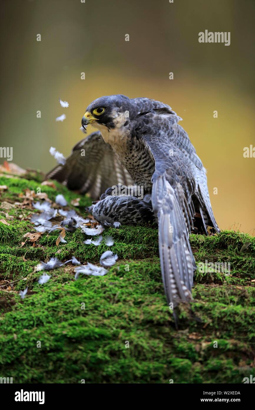 Peregrine falcon on prey hi-res stock photography and images - Alamy