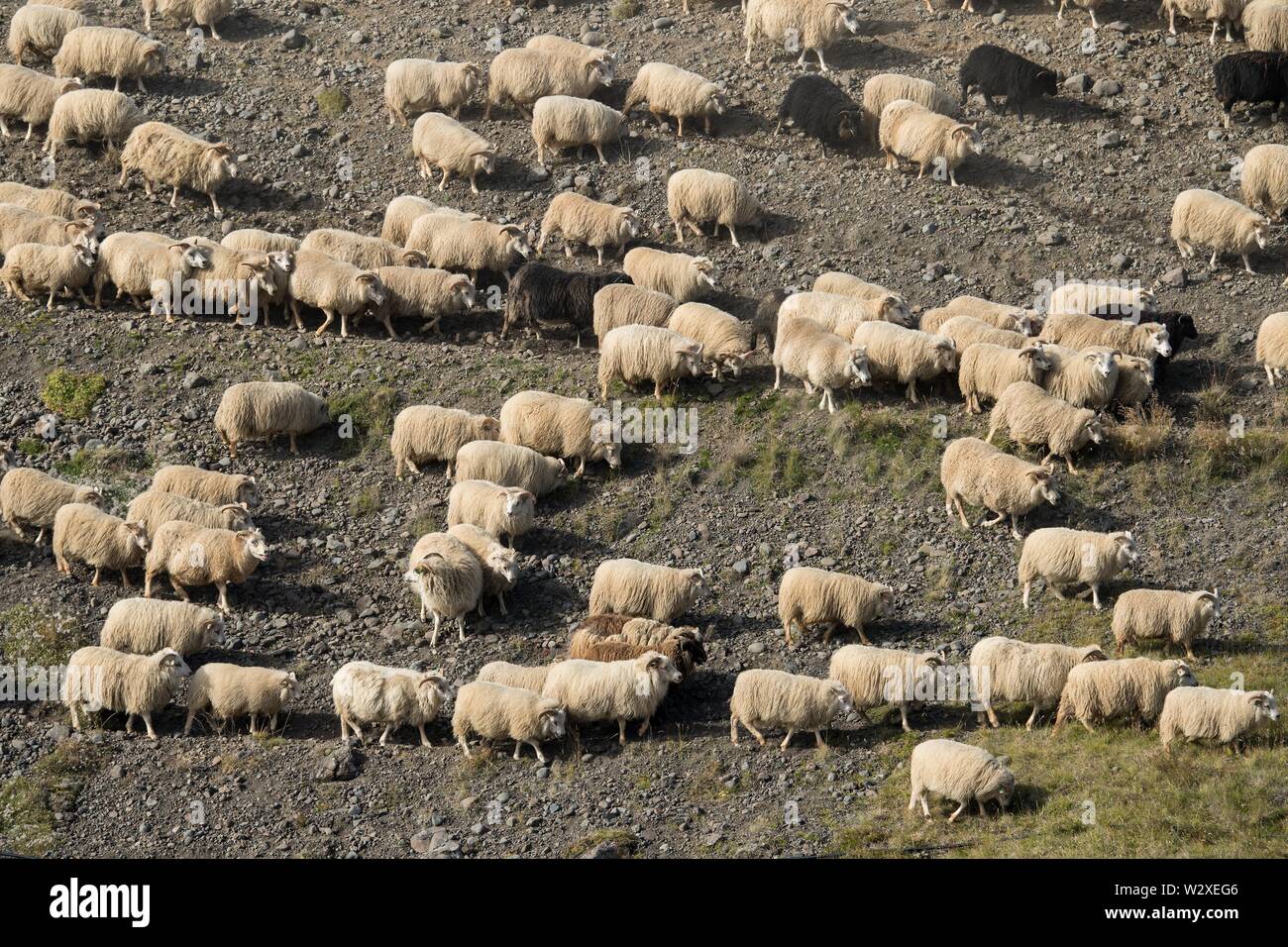 Valley sheep hi-res stock photography and images - Alamy