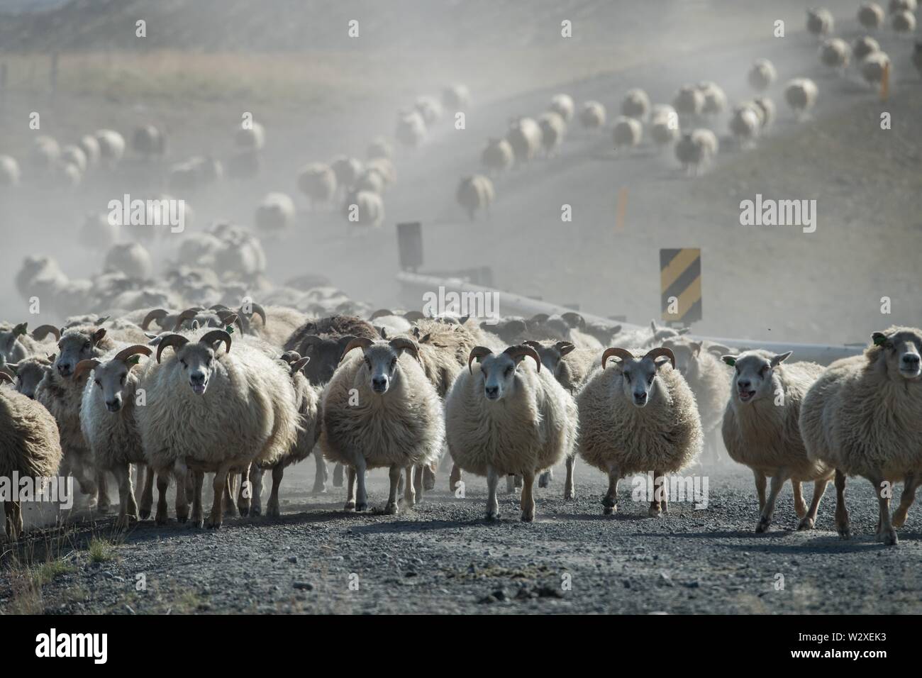 Valley sheep hi-res stock photography and images - Alamy