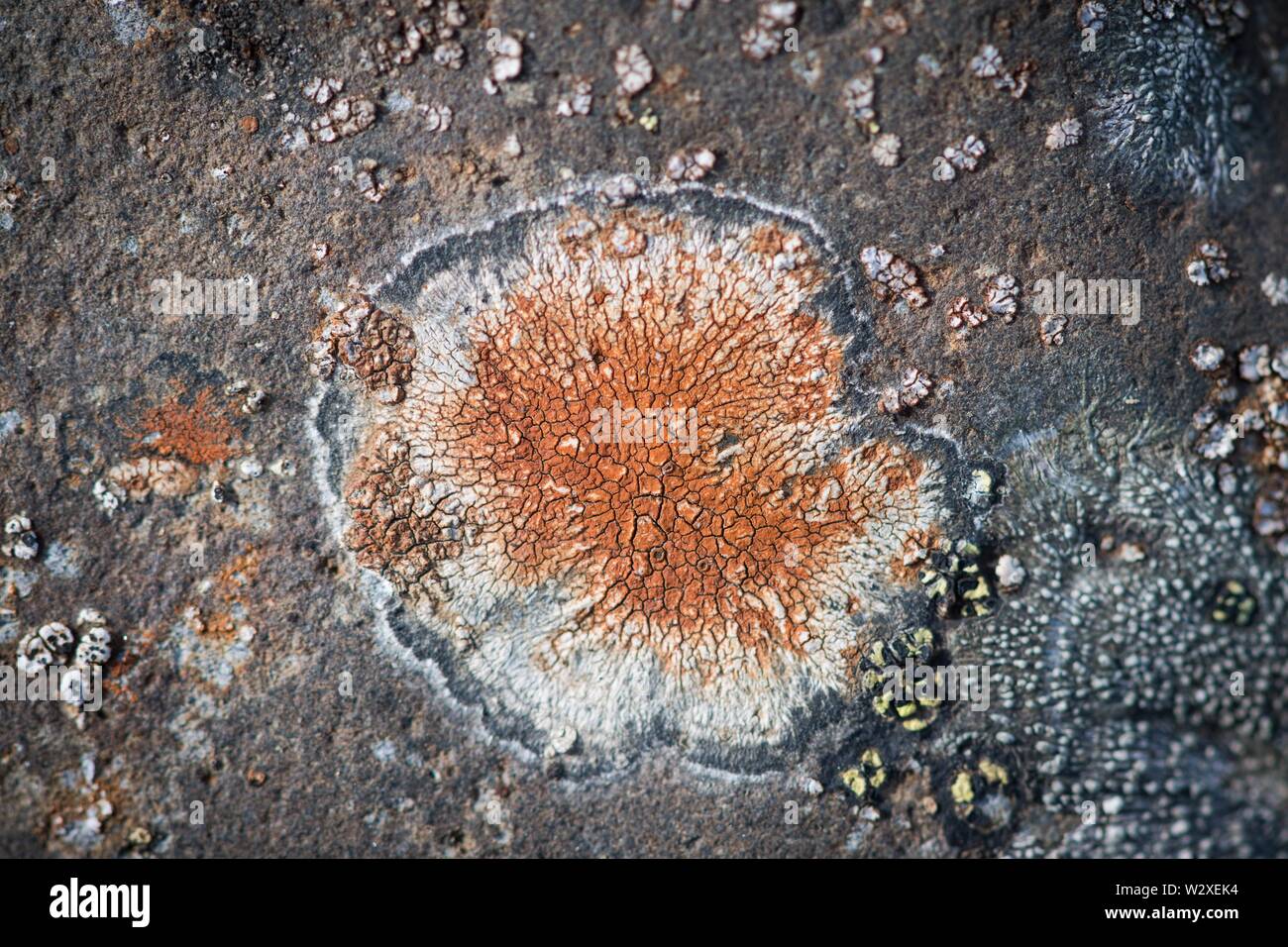 Lichen (Lichen) on a stone, Heinabergsjokull, Iceland Stock Photo - Alamy
