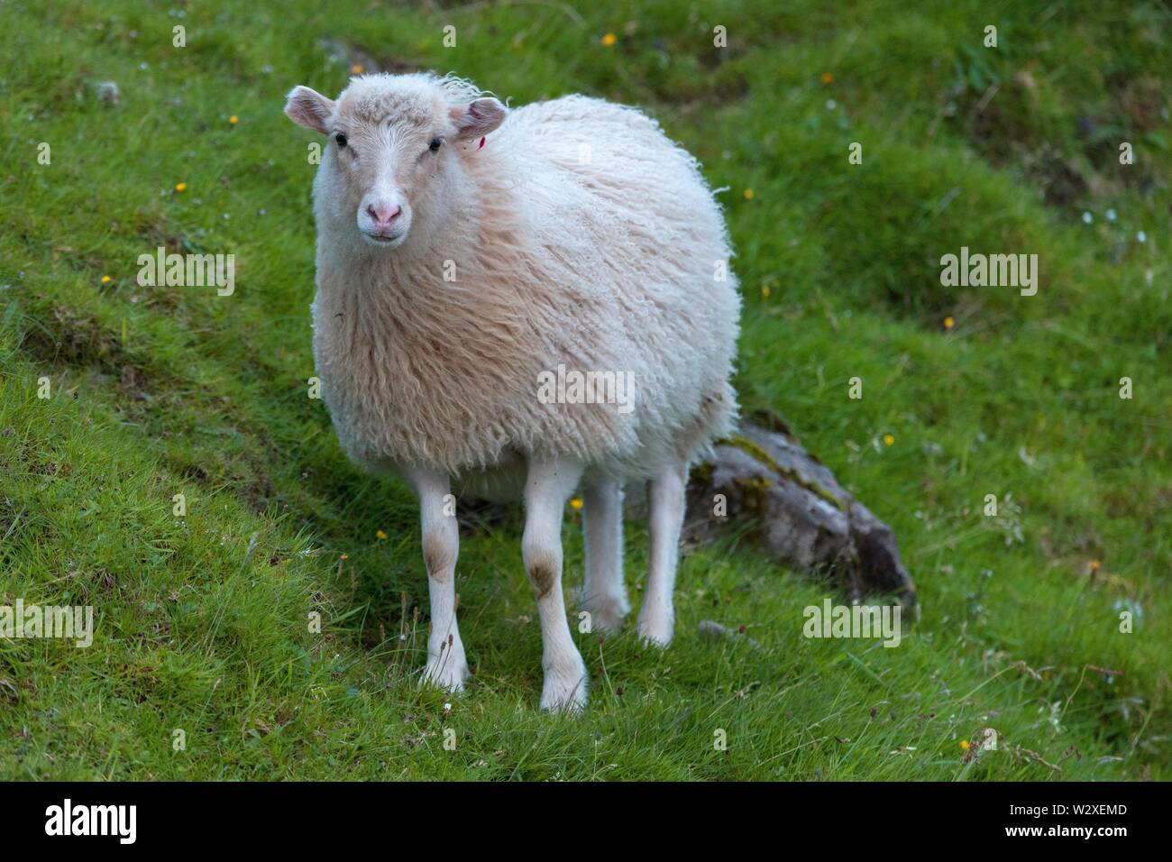 Sheep (Ovis aries), Faroe Islands, Foroyar, Denmark Stock Photo - Alamy