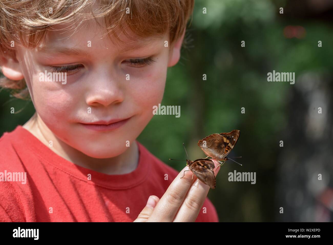 Little butterflies hi-res stock photography and images - Alamy