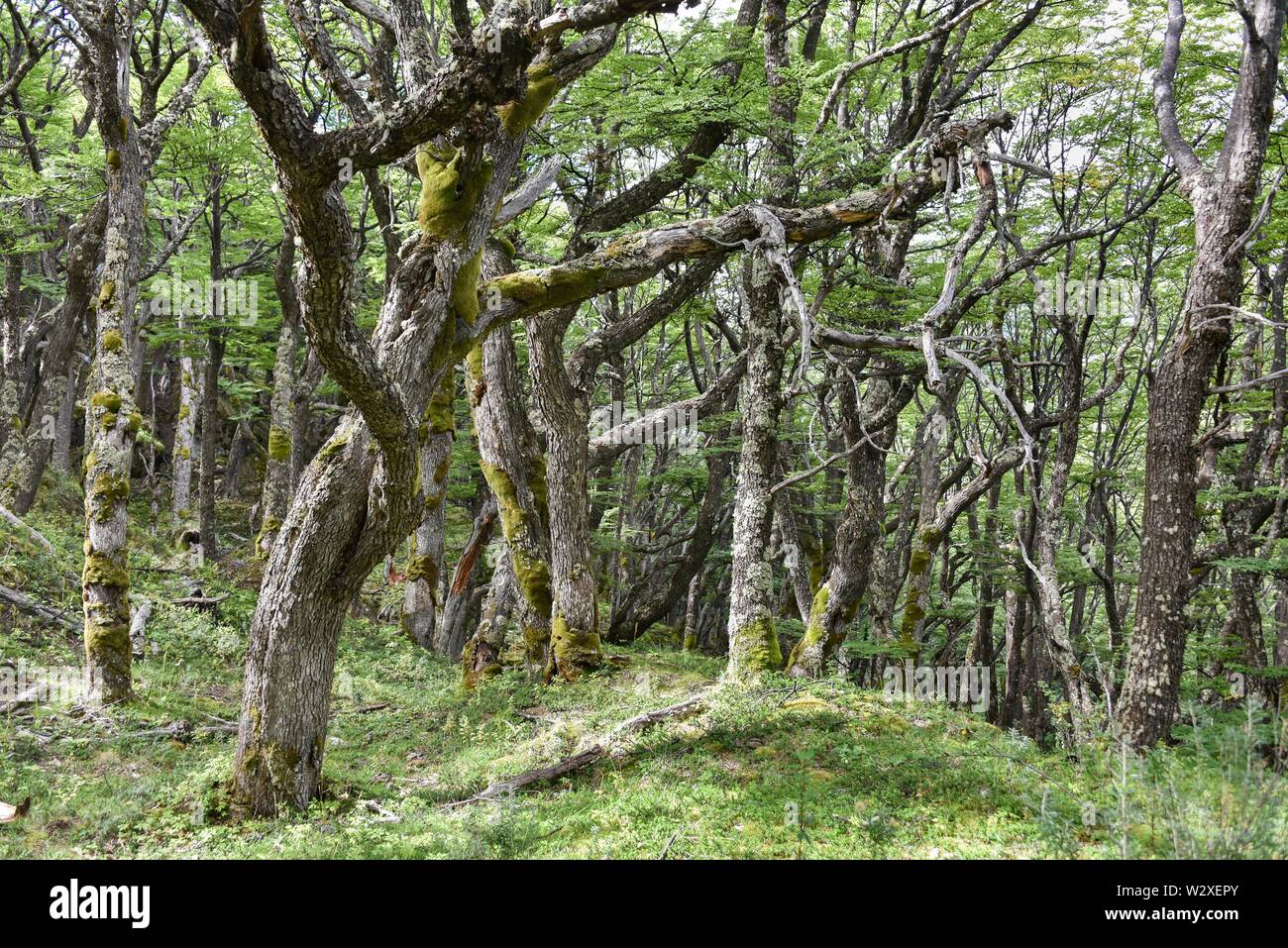 Rainforest, jungle at Lago del Desierto, Rio De Las Vueltas, near El ...
