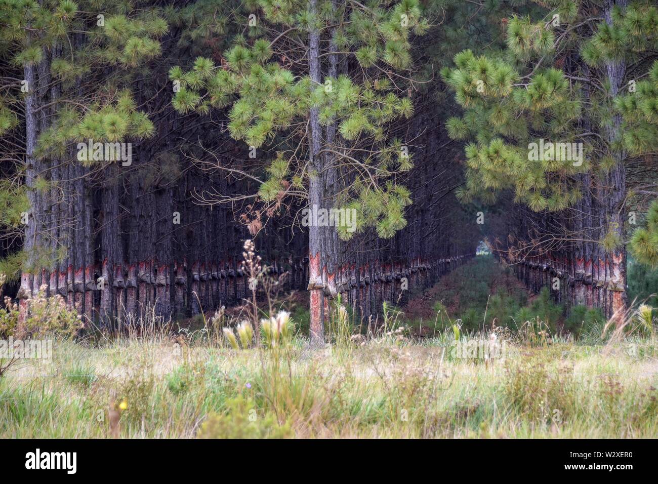 Detached tree bark hi-res stock photography and images - Alamy