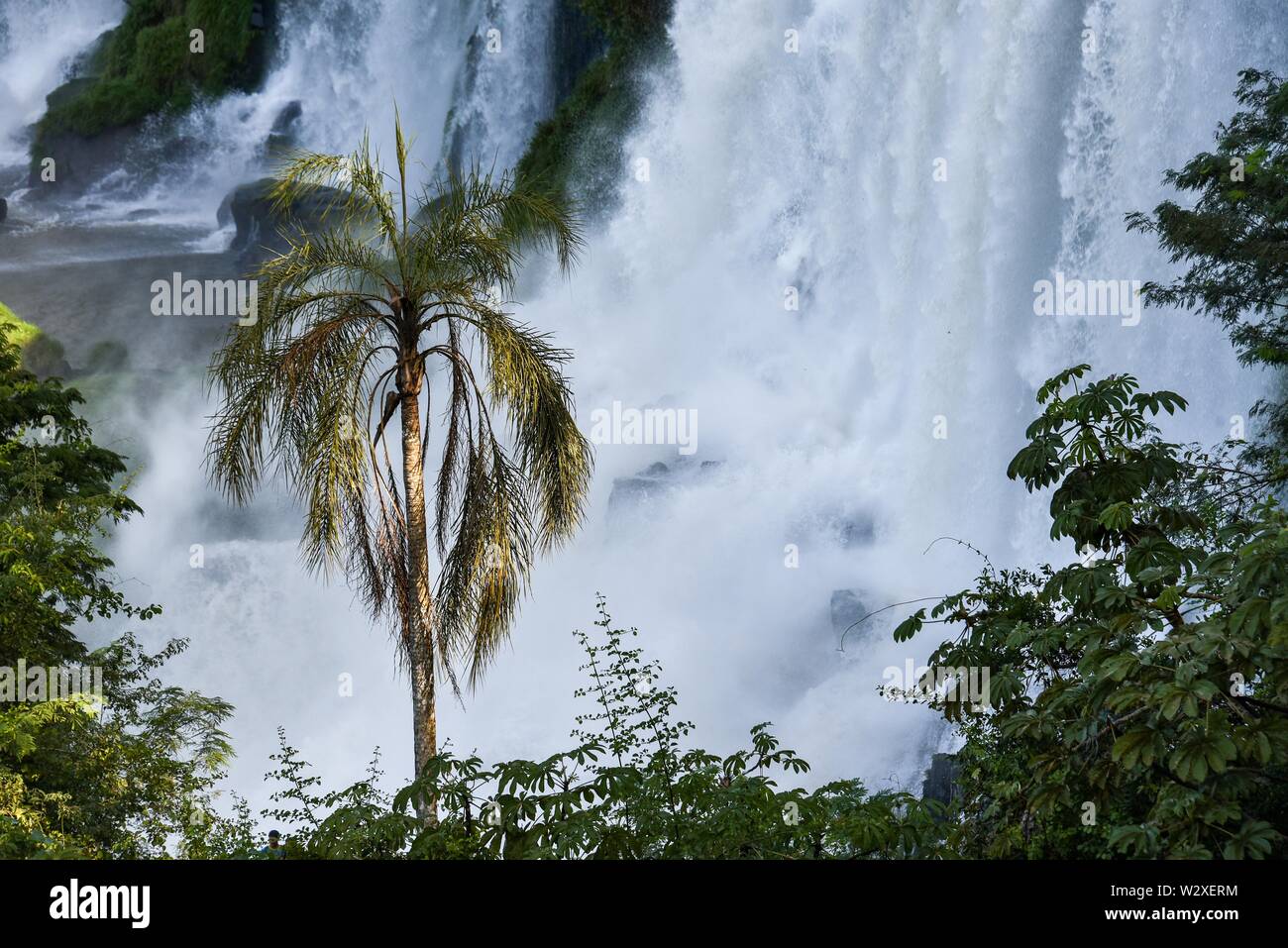 Falling water masses with palm trees, Iguazu Falls, Puerto Iguazu ...